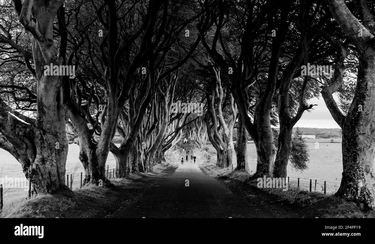 The Dark Hedges, County Antrim. A well know filming location for the ...