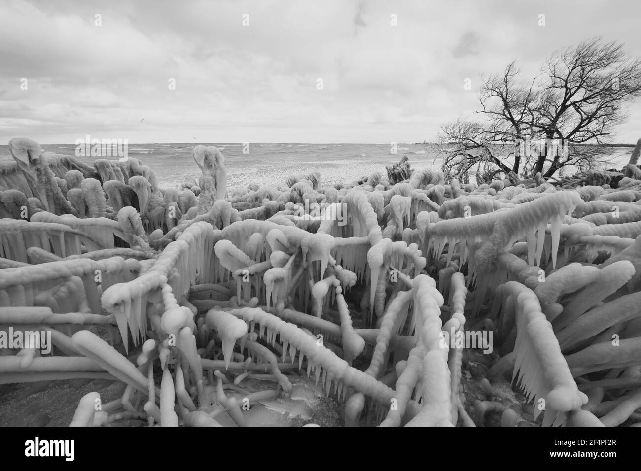Trees Encased In Ice in Lake Erie Winter Storm Stock Photo - Alamy