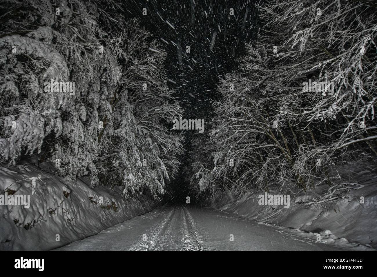 Driving in Blizzard on Snowy Road in Forest at Night Stock Photo - Alamy