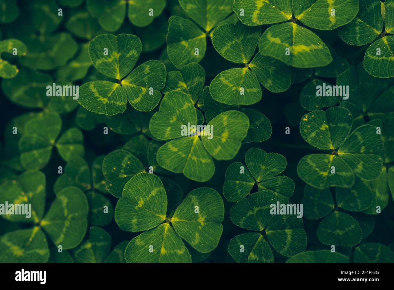 Beautiful top view shot of clovers growing in the garden Stock Photo ...