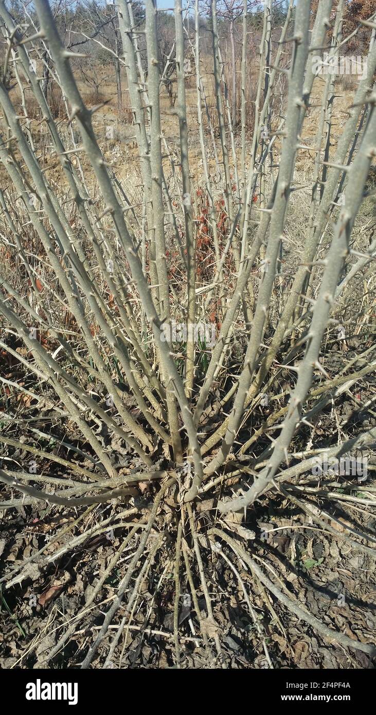 Thorny bushes hi-res stock photography and images - Alamy