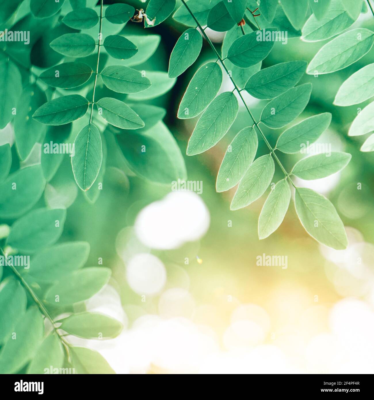 green tree leaves and sunlight in spring season Stock Photo - Alamy