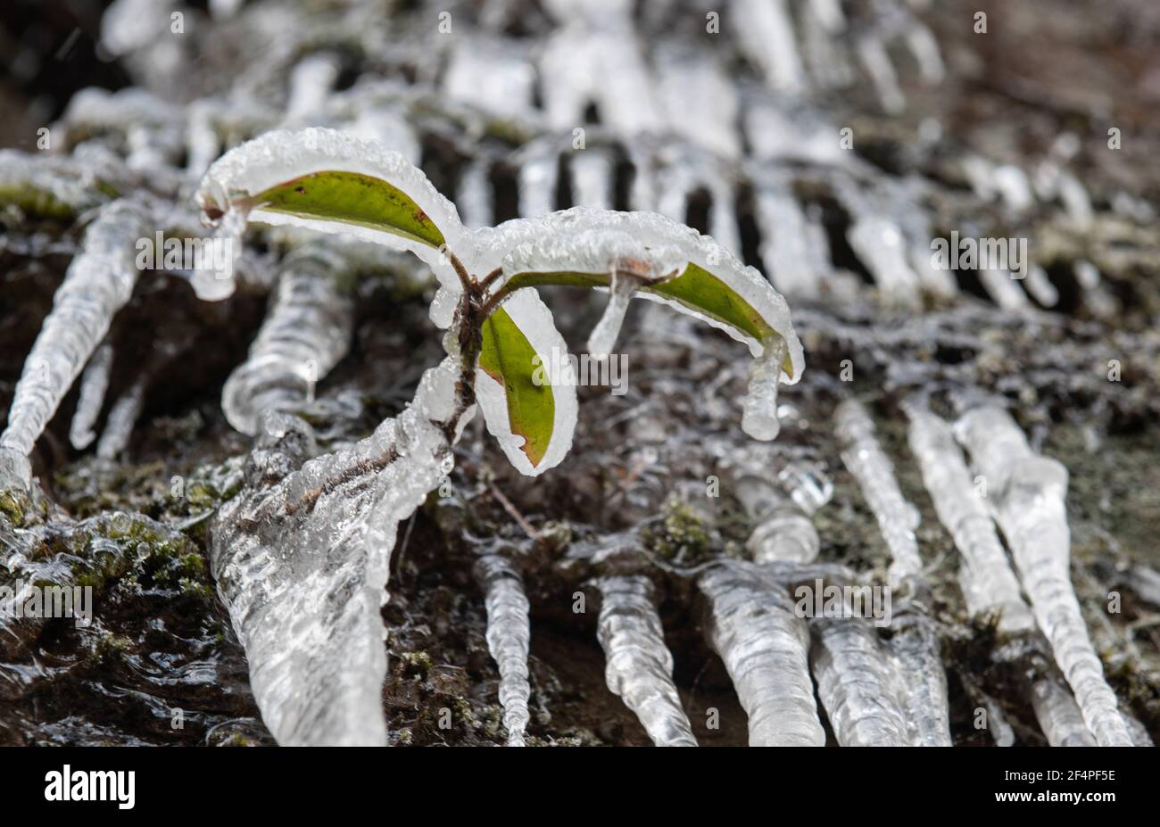 Frozen Plants in Forest Fighting Winter in Highlands Stock Photo - Alamy