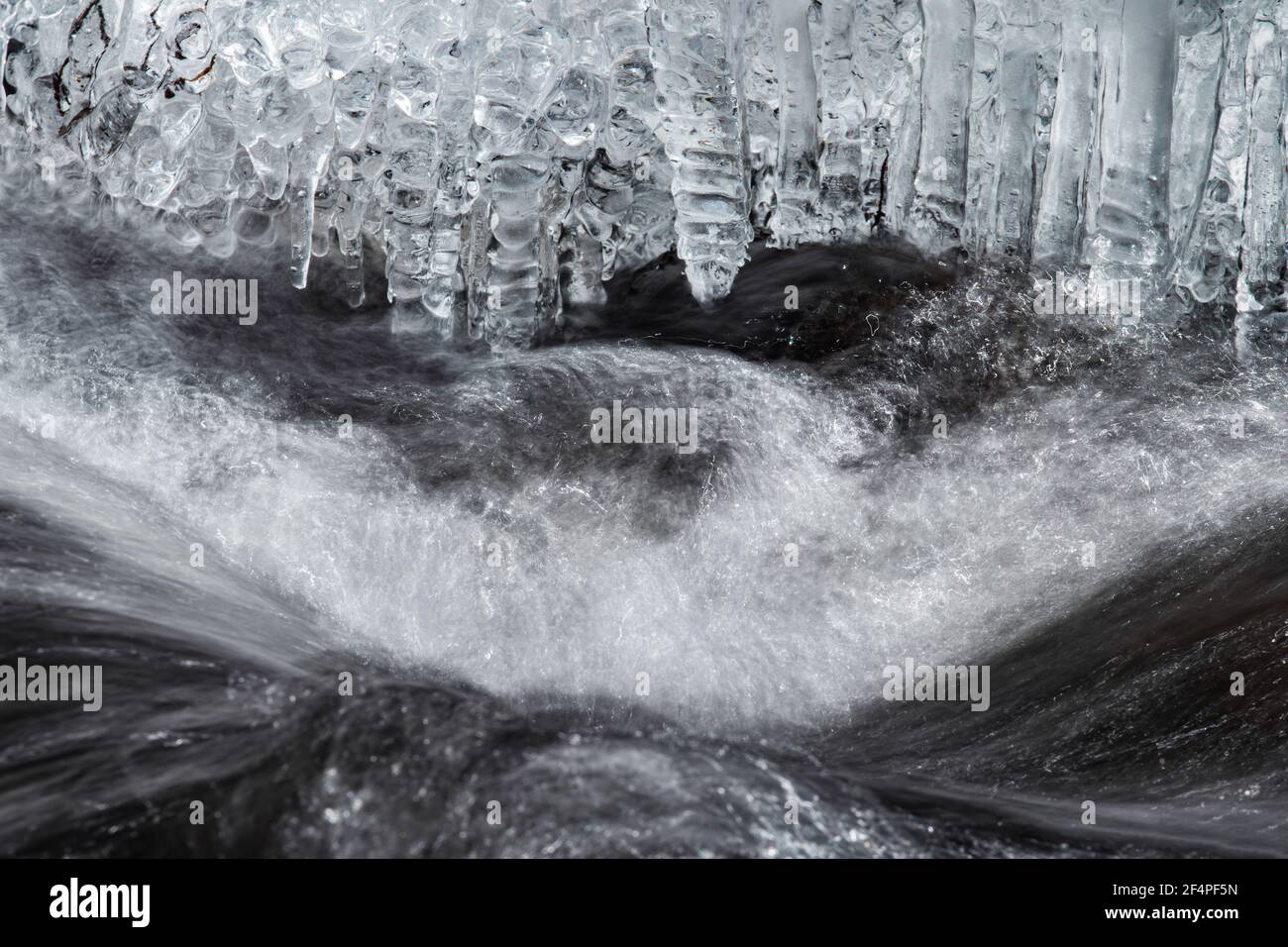 Black bears of new england hi-res stock photography and images - Alamy