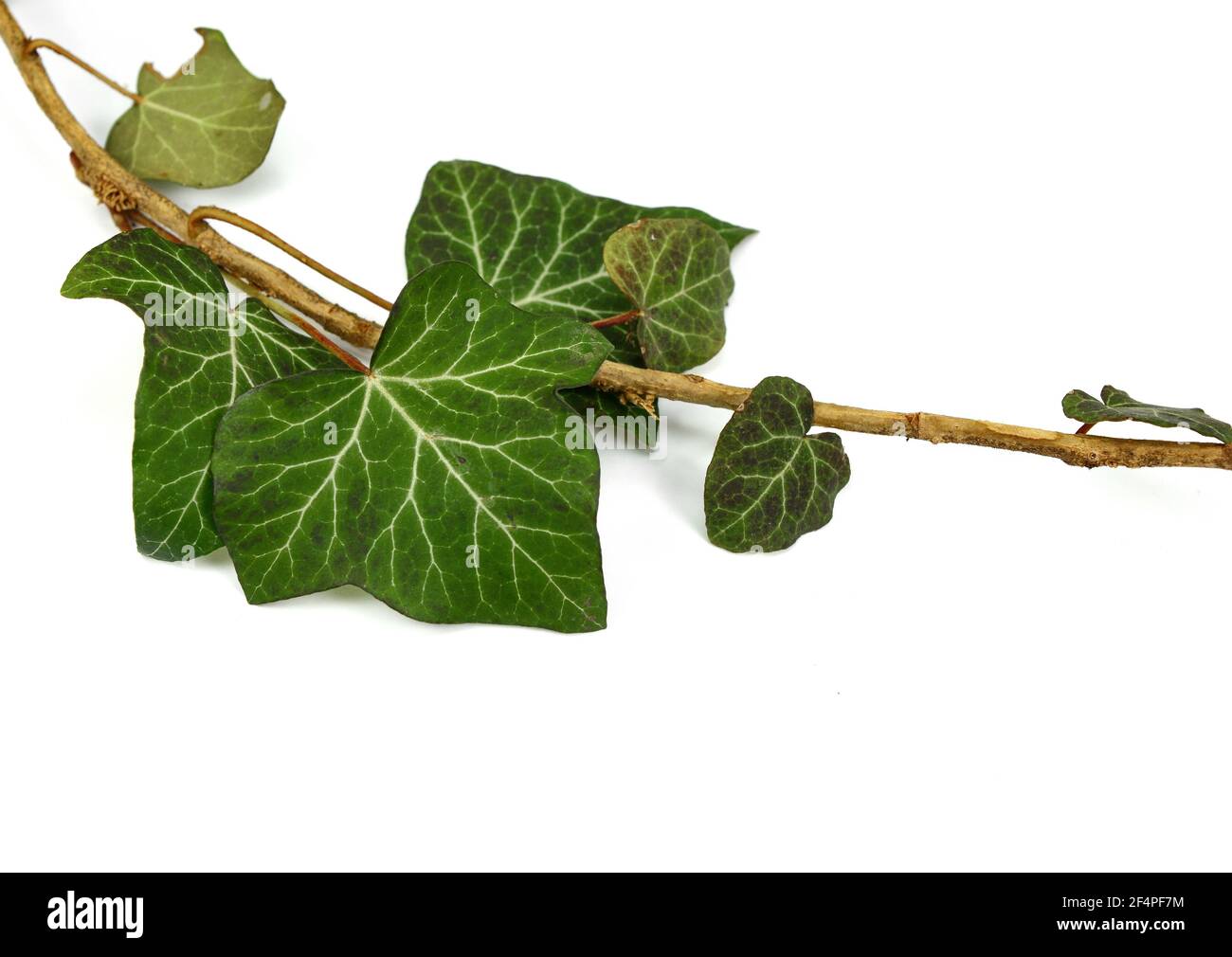 Evergreen ivy twigs isolated on white background. Forest ivy Stock ...