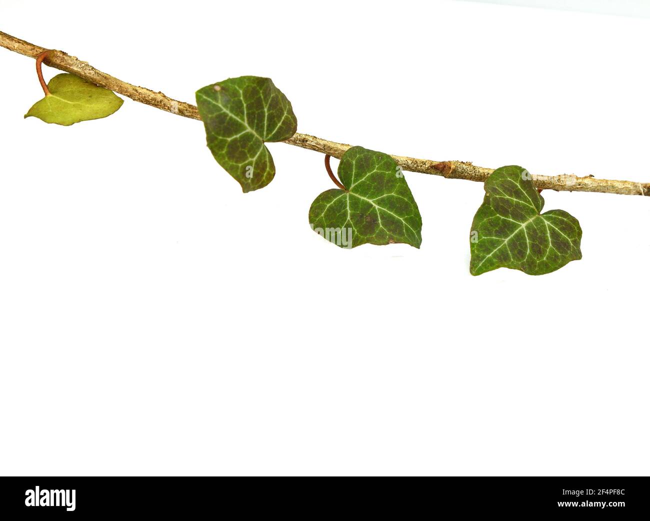 Evergreen ivy twigs isolated on white background. Forest ivy Stock ...
