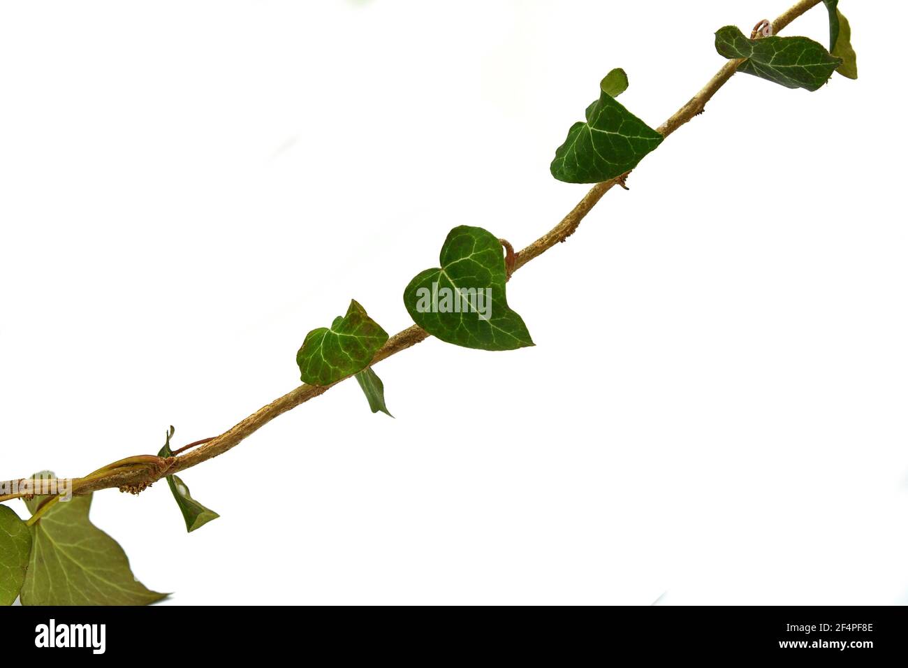 Evergreen ivy twigs isolated on white background. Forest ivy Stock ...