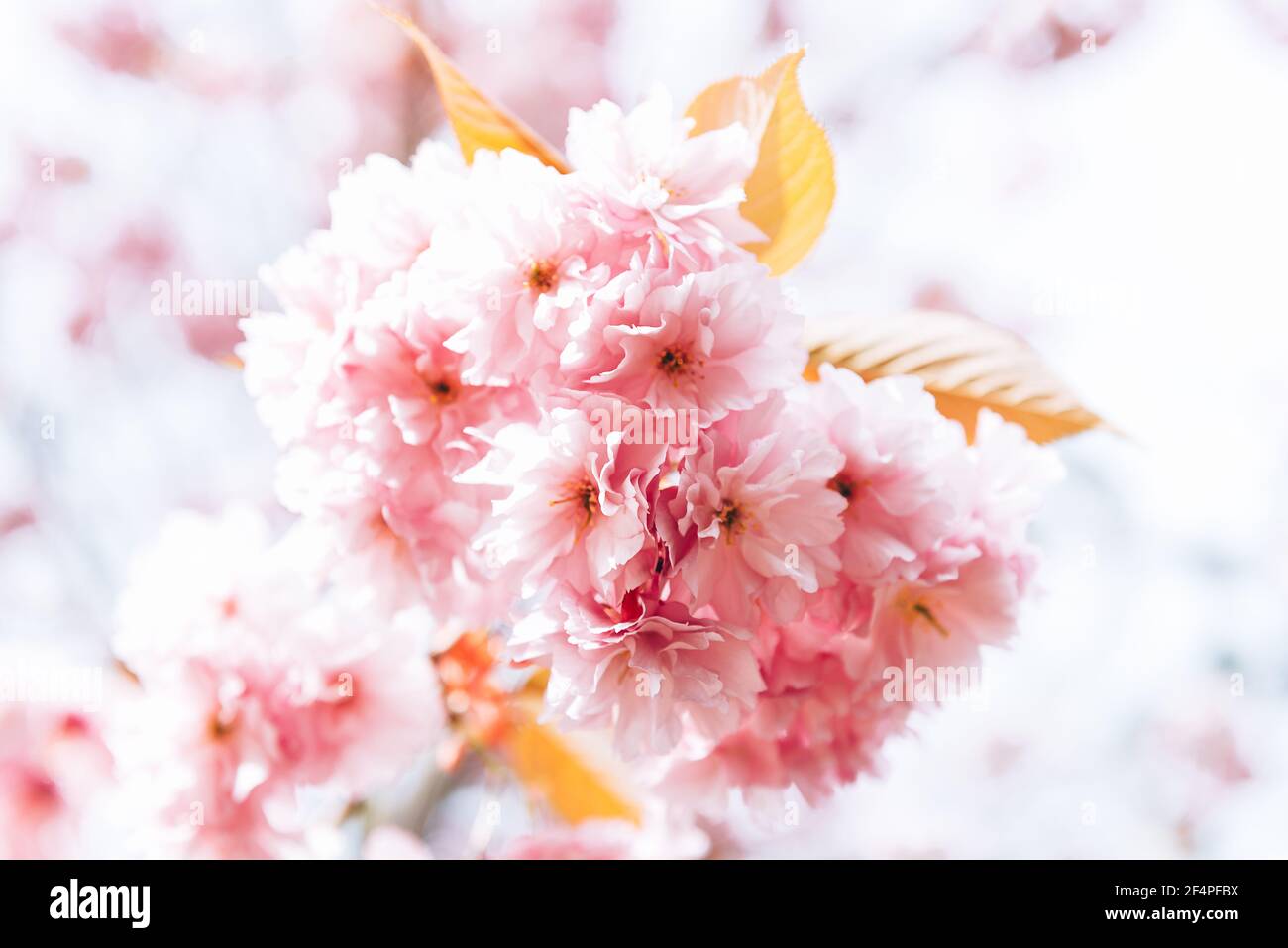 Sakura flowers, cherry blossom Stock Photo - Alamy