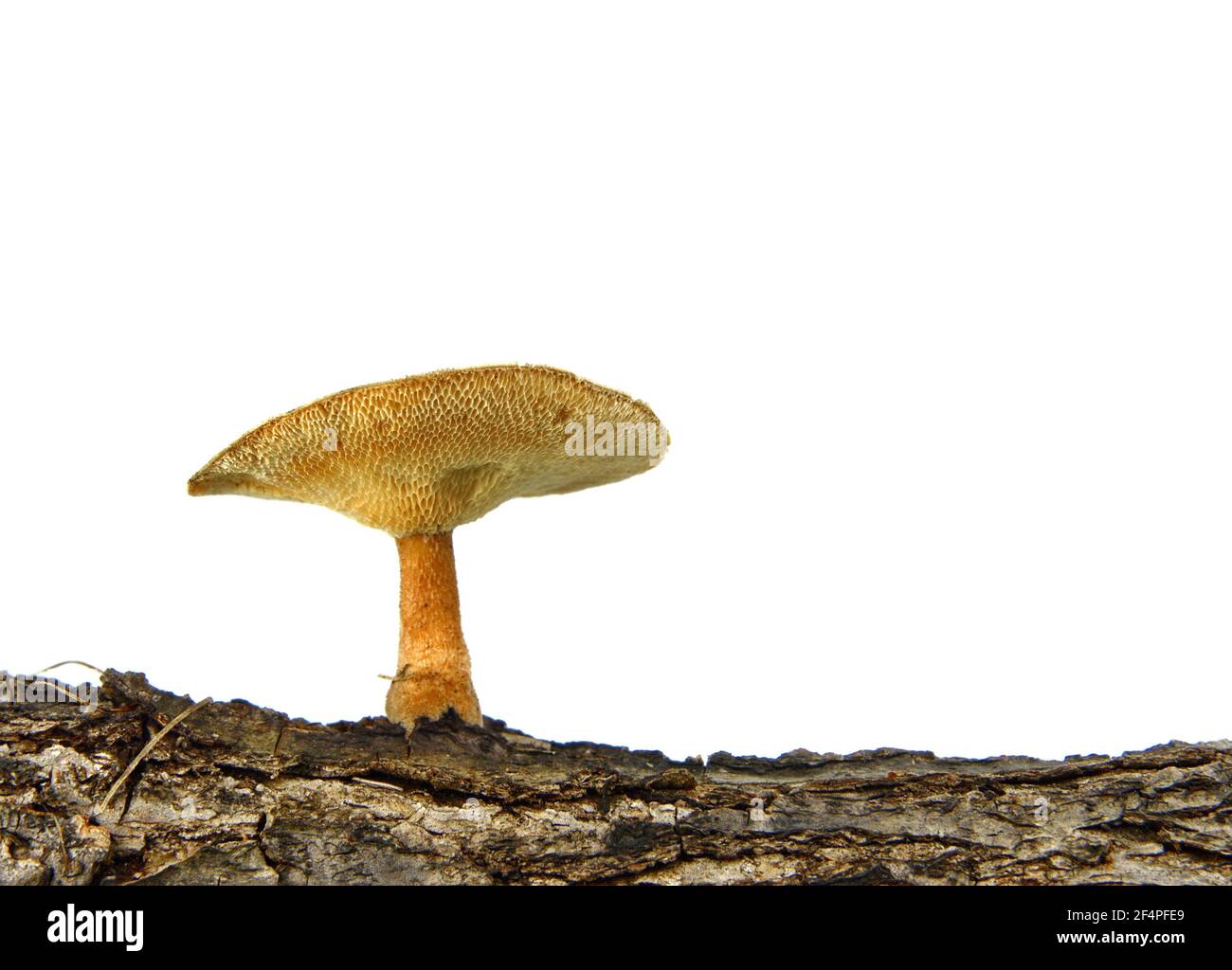 Lentinus brumalis hi-res stock photography and images - Alamy