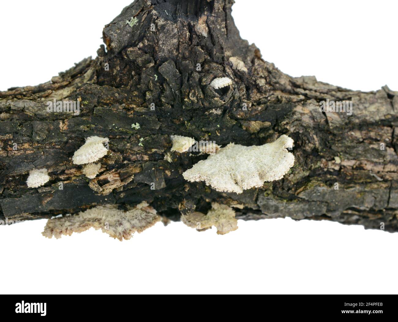 Split gill (Schizophyllum commune) mushroom isolated on white ...