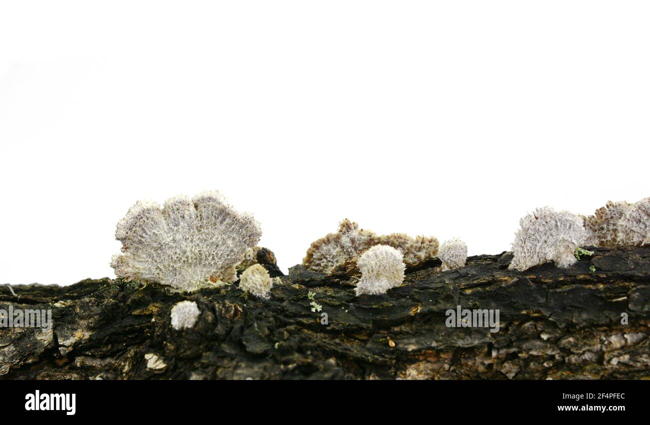 Split gill (Schizophyllum commune) mushroom isolated on white ...