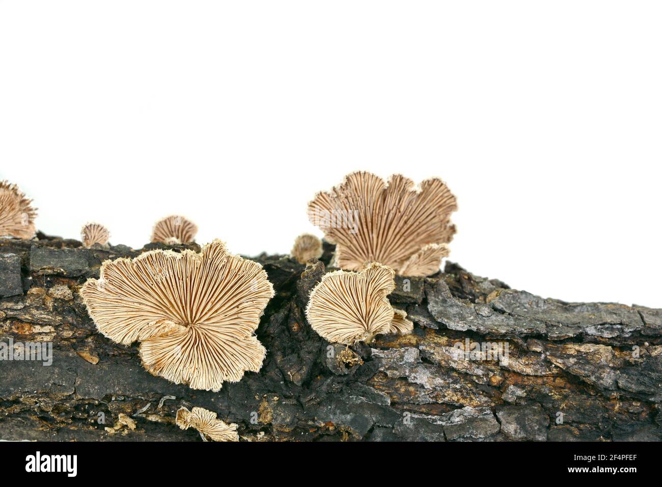 Split gill (Schizophyllum commune) mushroom isolated on white ...