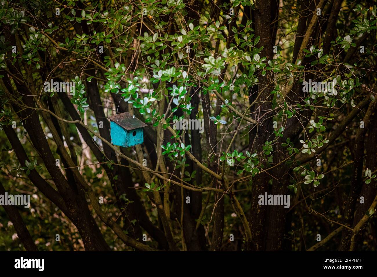 Bird house on a tree branch Stock Photo - Alamy
