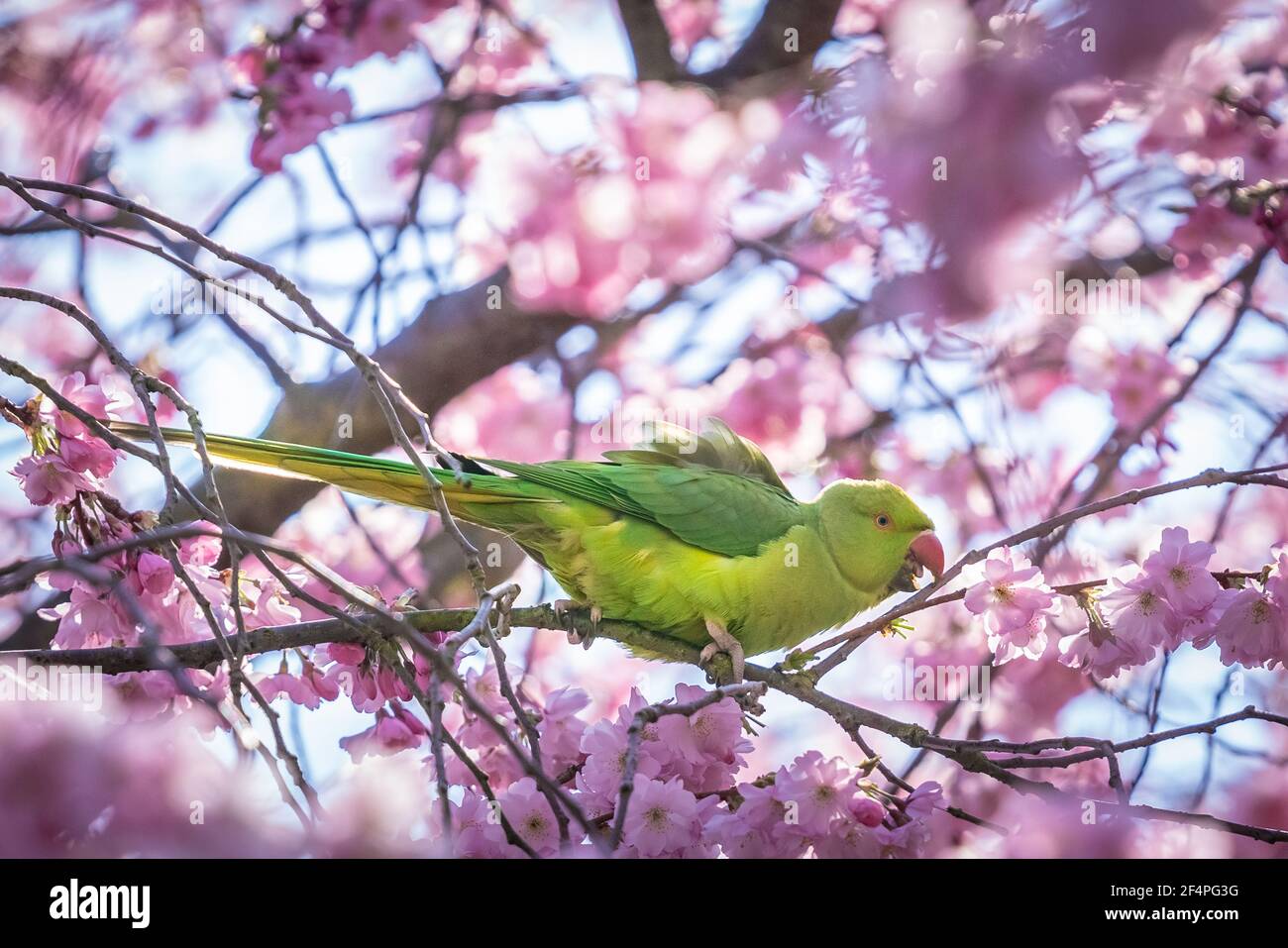 Parakeets london hi-res stock photography and images - Alamy