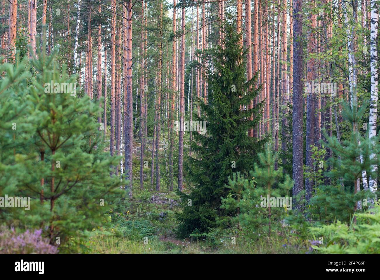 Pine spruce forest autumn hi-res stock photography and images - Alamy