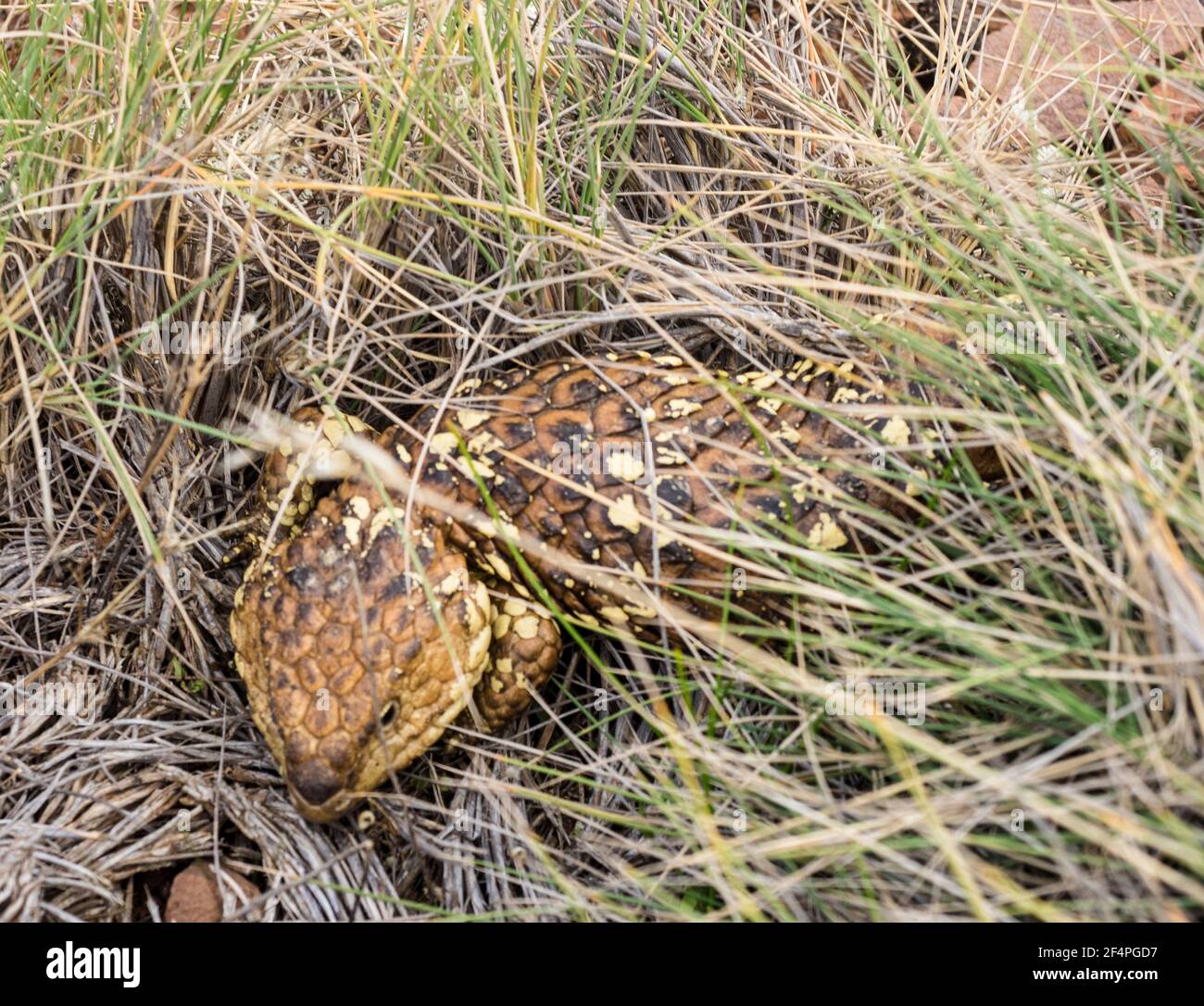 Shingleback lizard (Tiliqua rugosa) hiding in long grass, Flinders ...