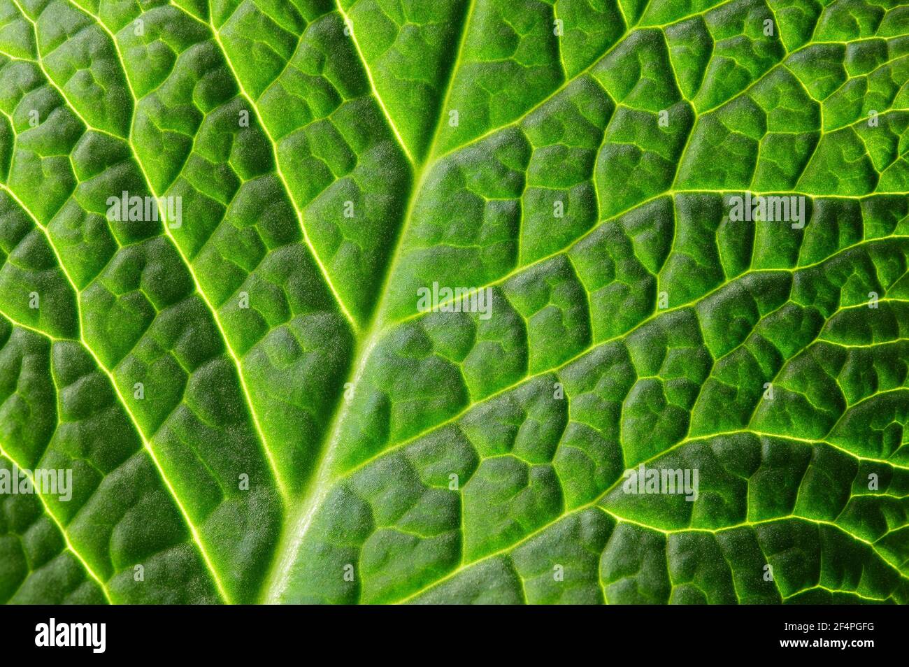 A close up of primula leaf texture. Green natural leaf background Stock ...