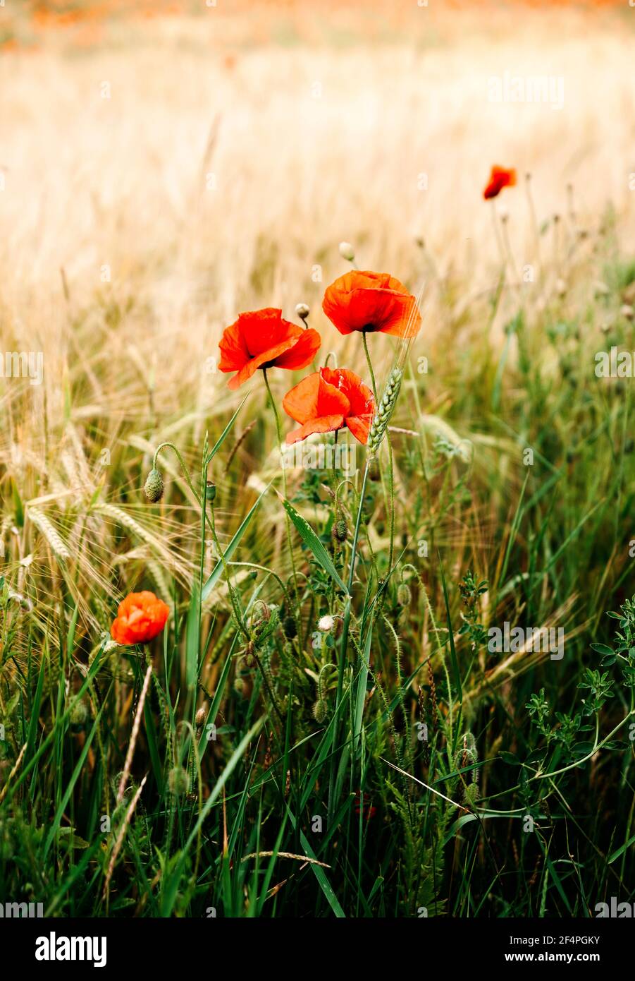 Petal colours hi-res stock photography and images - Alamy