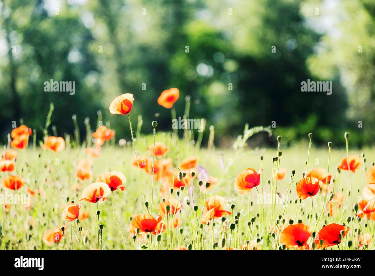 Wildflower field in sunshine hi-res stock photography and images - Alamy