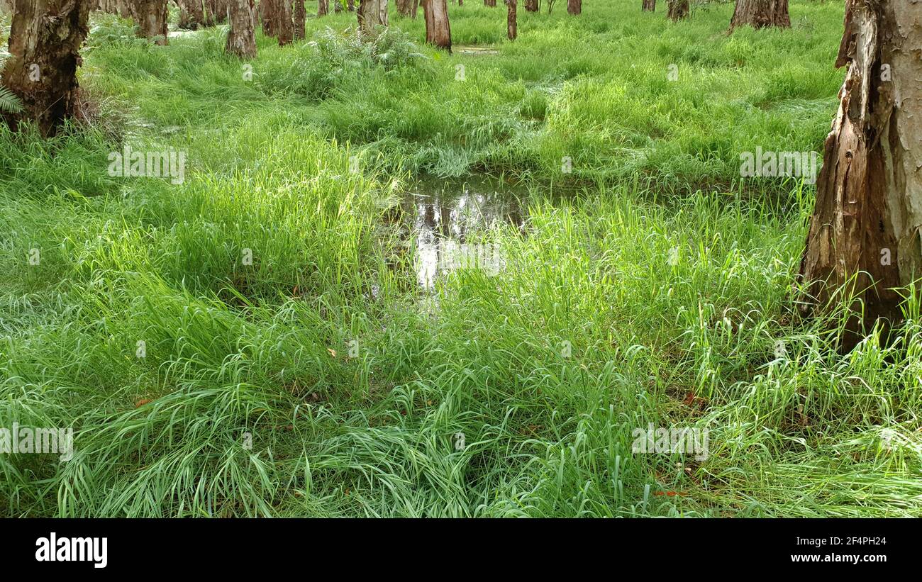 Lush swamp grass growing in a paper bark forest wetlands ecosystem ...