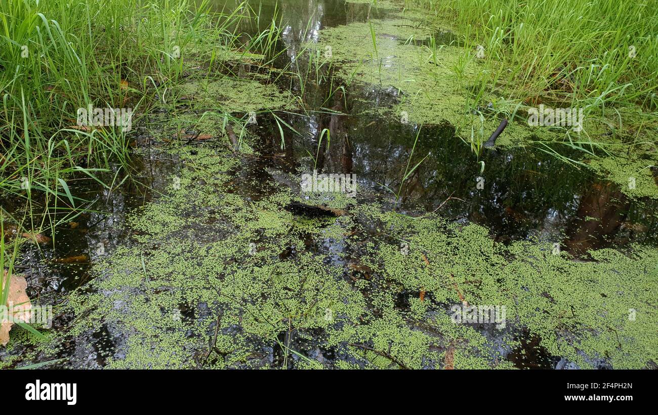 Algae covered swamp water in a forest wetlands ecosystem Stock Photo ...