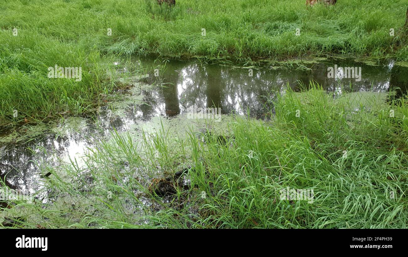 Lush swamp grass growing in a paper bark forest wetlands ecosystem ...