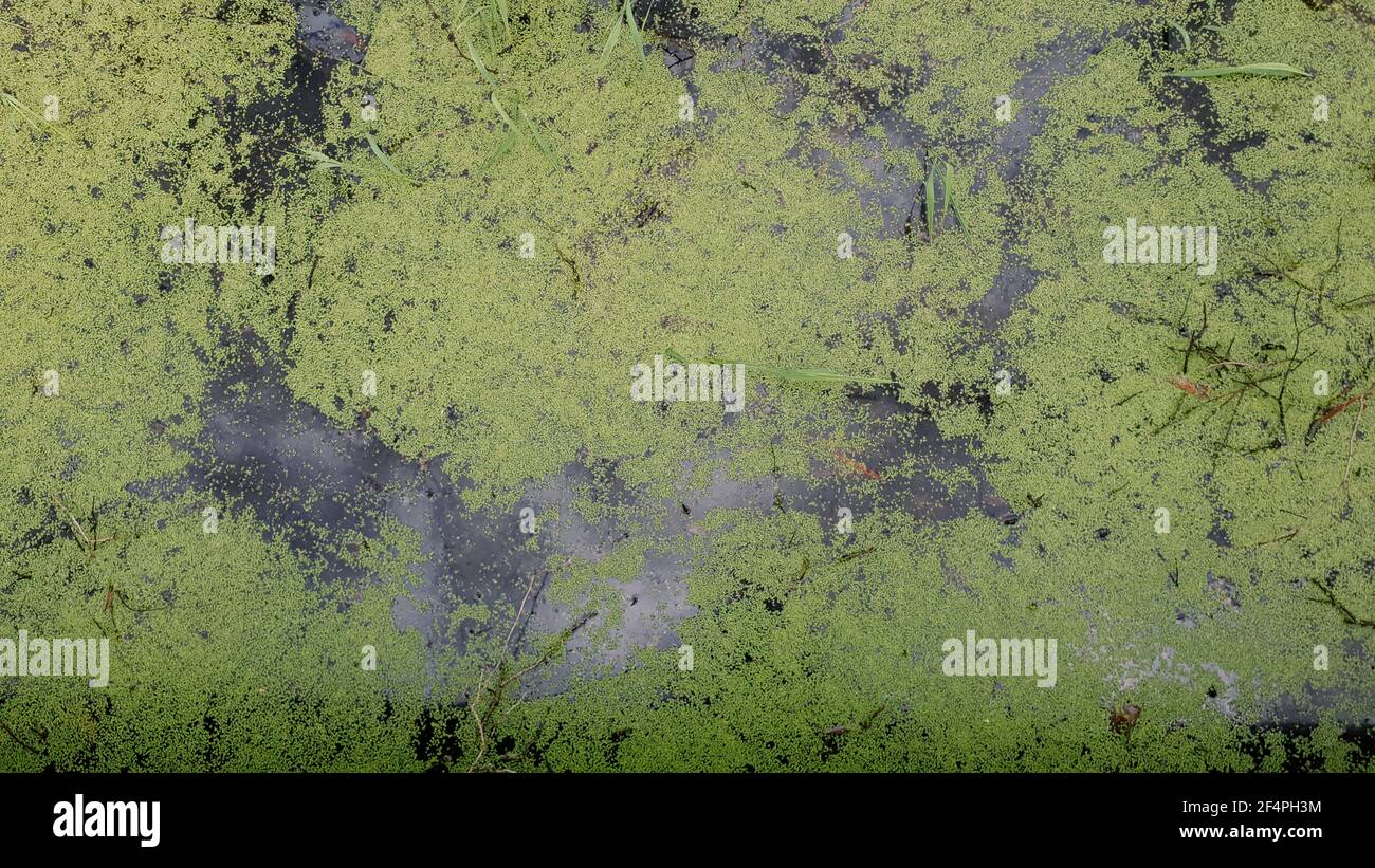 Algae covered swamp water in a forest wetlands ecosystem Stock Photo ...