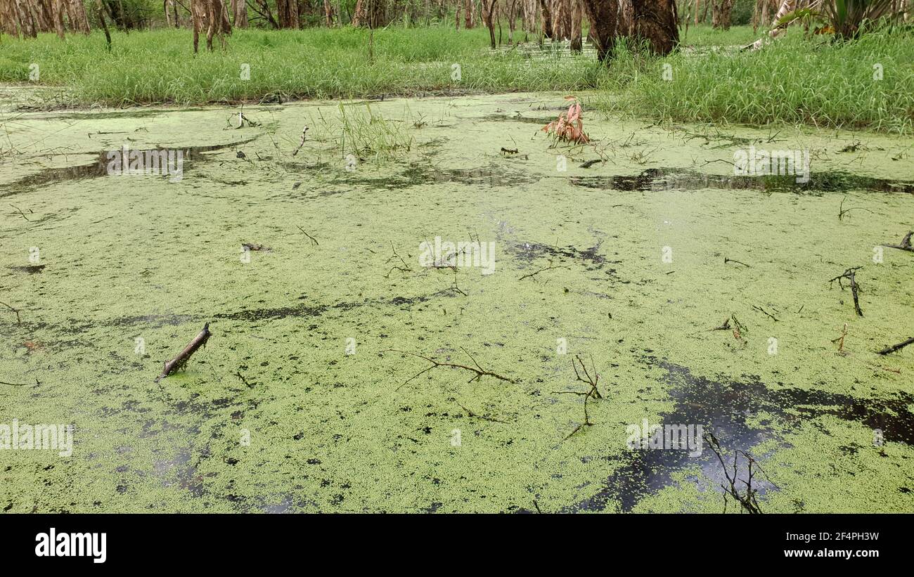 Algae covered swamp water in a forest wetlands ecosystem Stock Photo ...