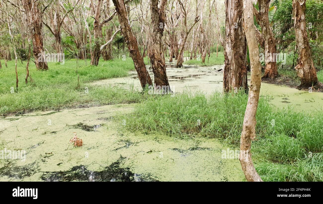 Algae covered swamp water in a forest wetlands ecosystem Stock Photo ...