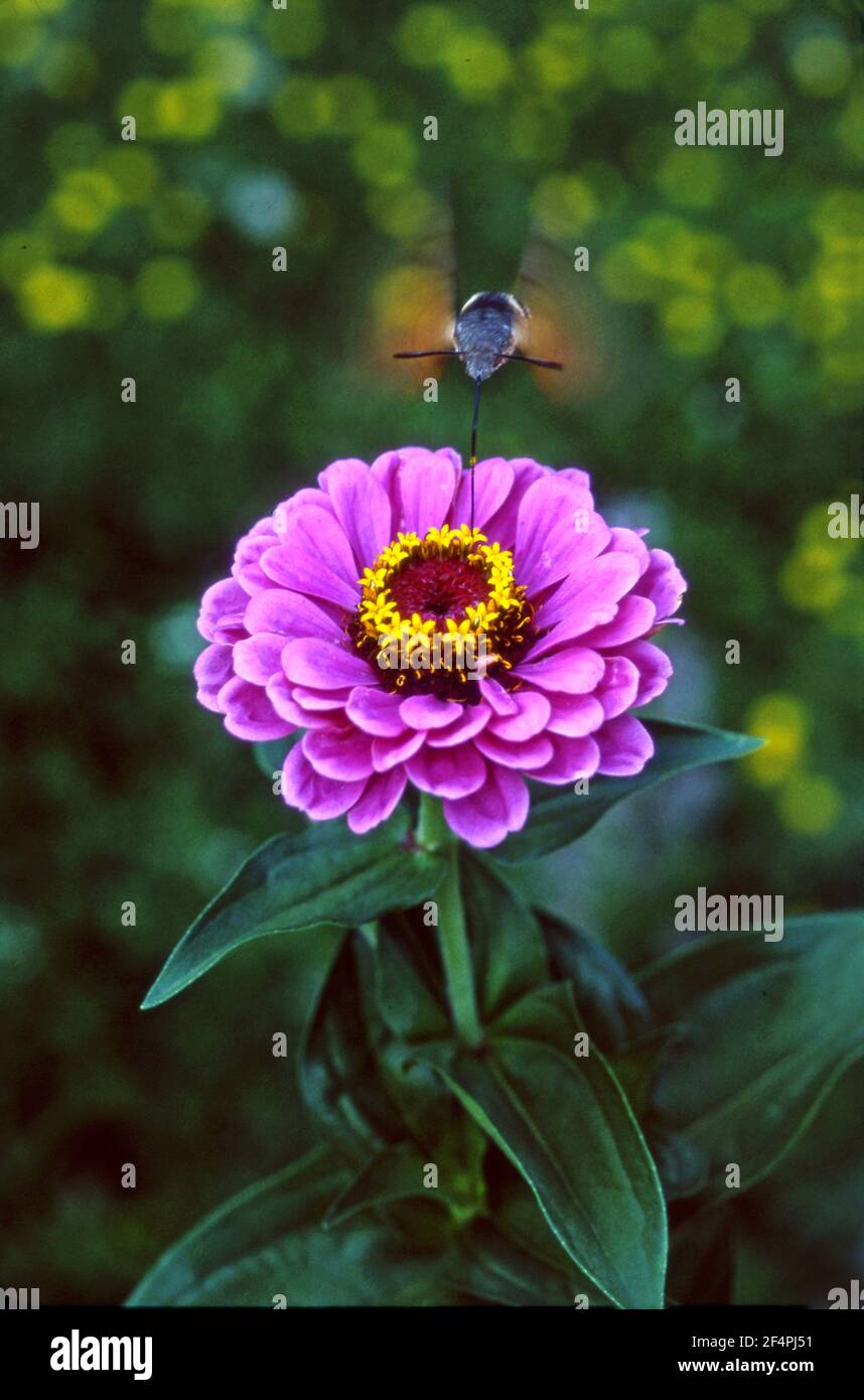 Insect drinking nectar from a flower in Tuscany, Italy Stock Photo - Alamy