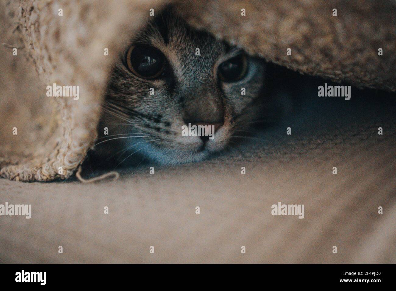 Closeup shot of a tabby cat's grumpy face peeking out from under the ...