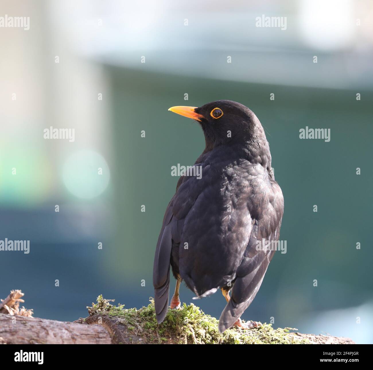 Yellow beak with black ring hi-res stock photography and images - Alamy