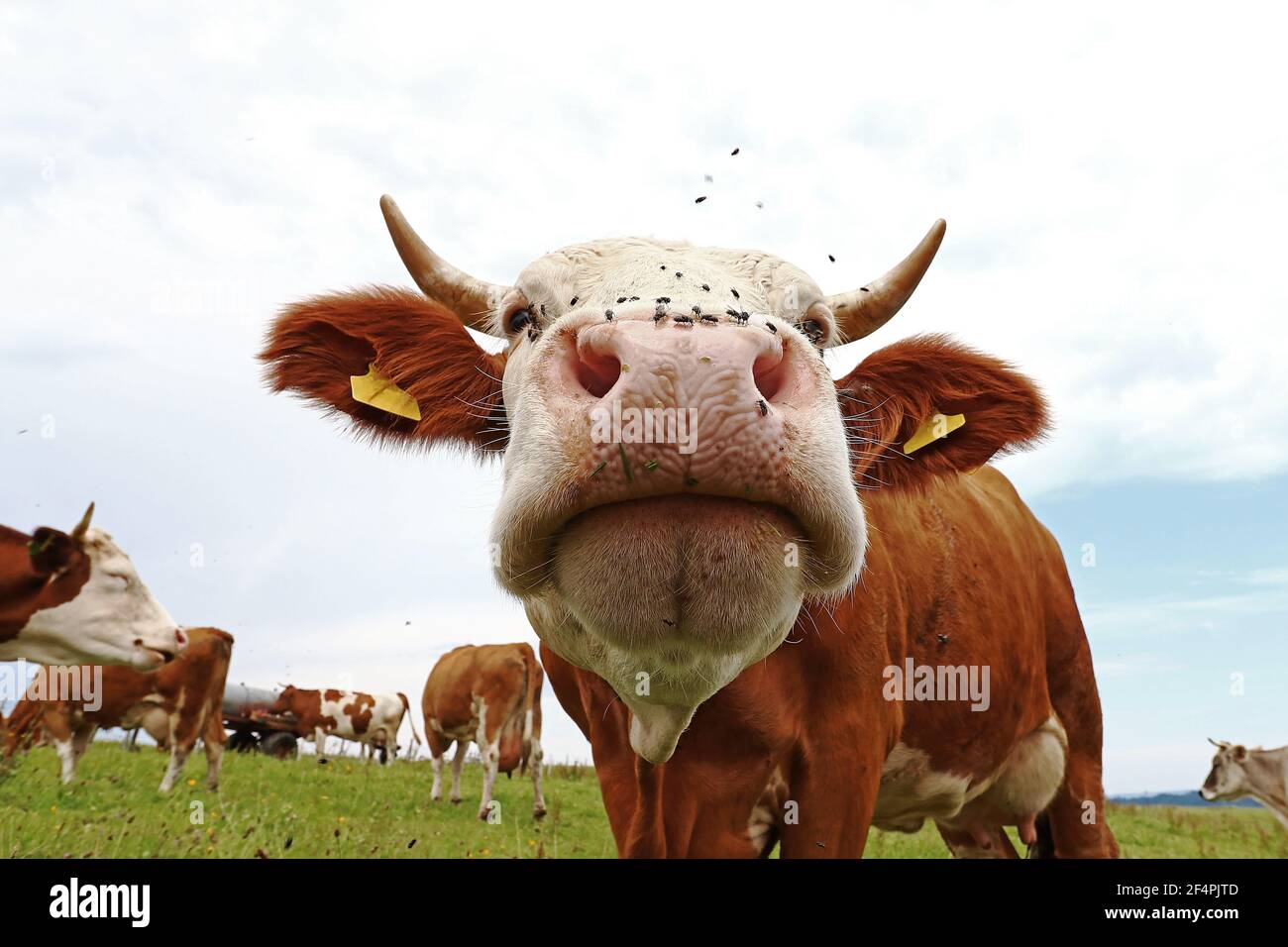 Simmental cattle with horns on the pasture Stock Photo - Alamy