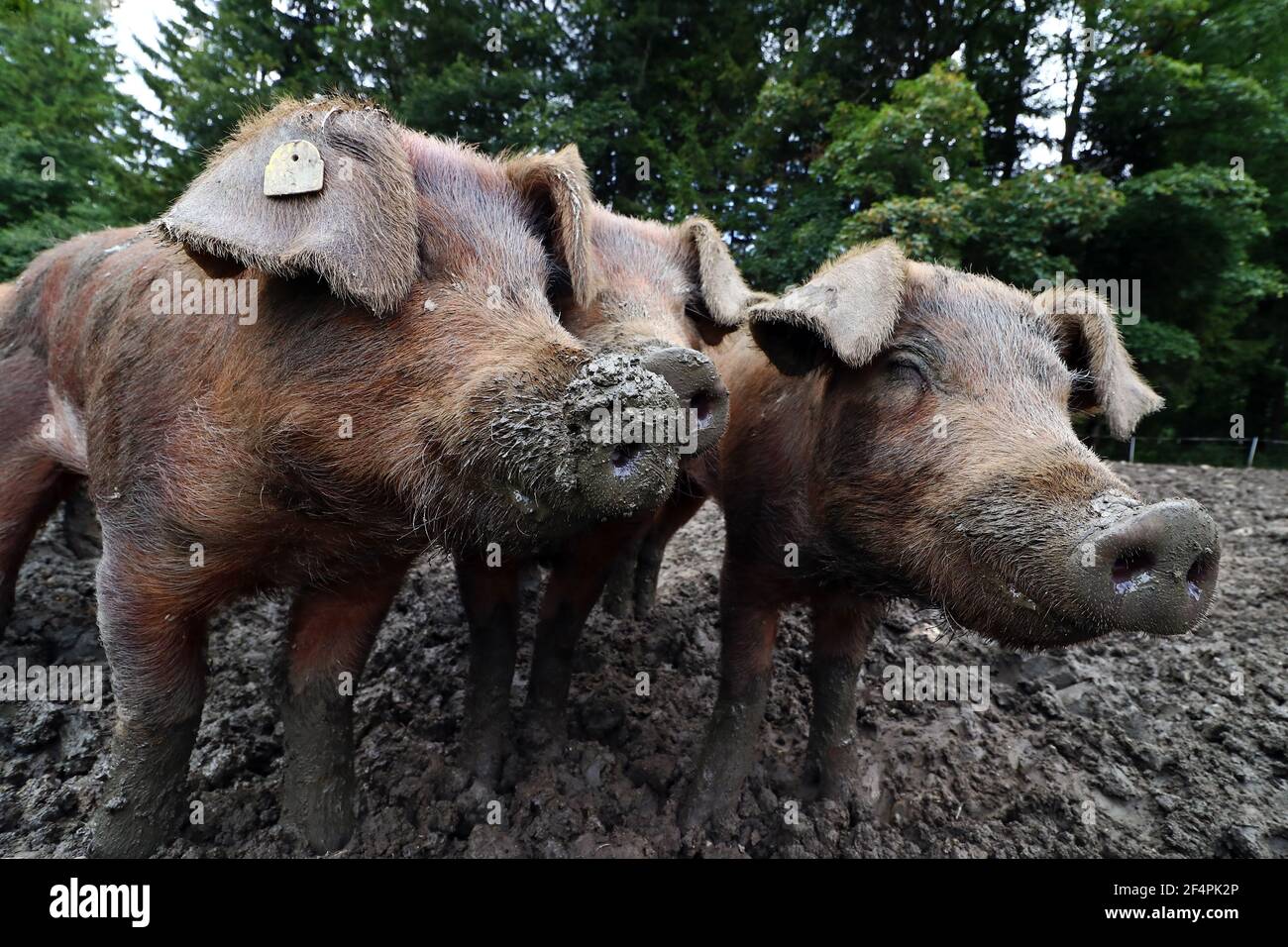 Boar sus scrofa burrow hi-res stock photography and images - Alamy