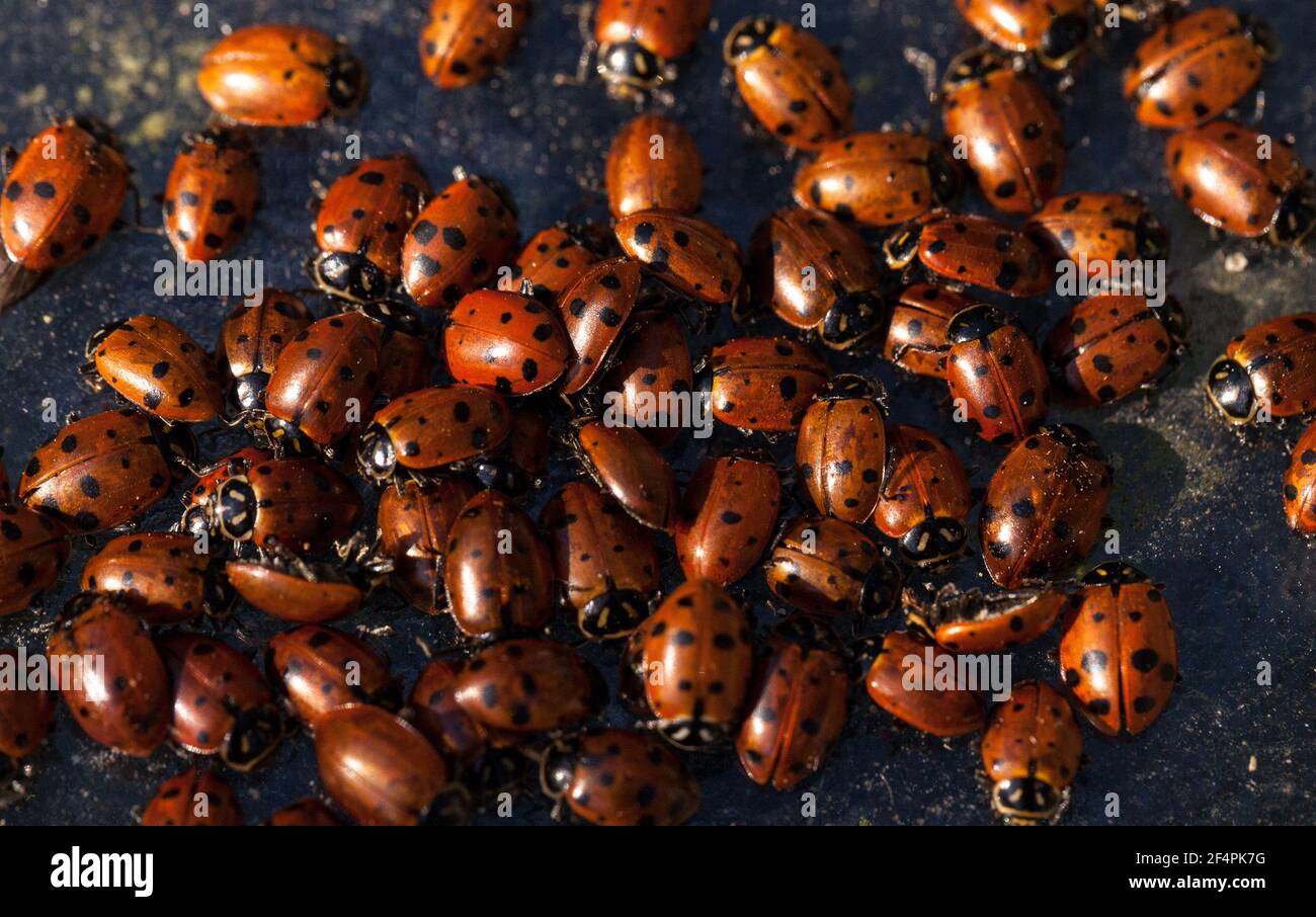 Lady bug hippodamia convergens hi-res stock photography and images - Alamy