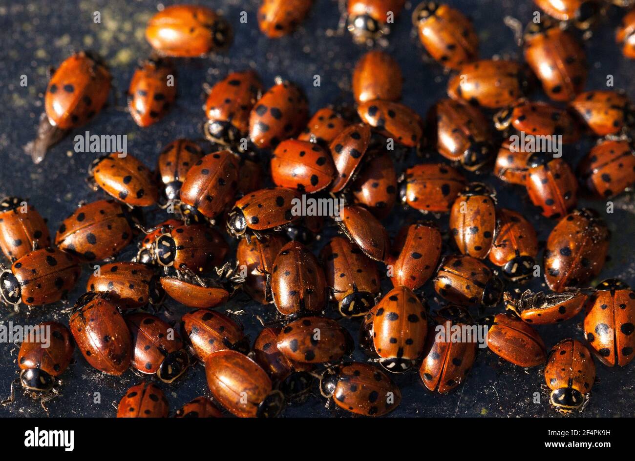 Hibernating cluster of Convergent lady beetle also called the ladybug ...