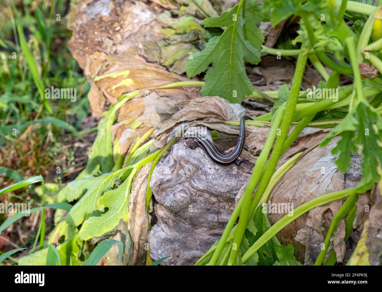 Dying and drying leaves in the garden make a nice place for this little ...
