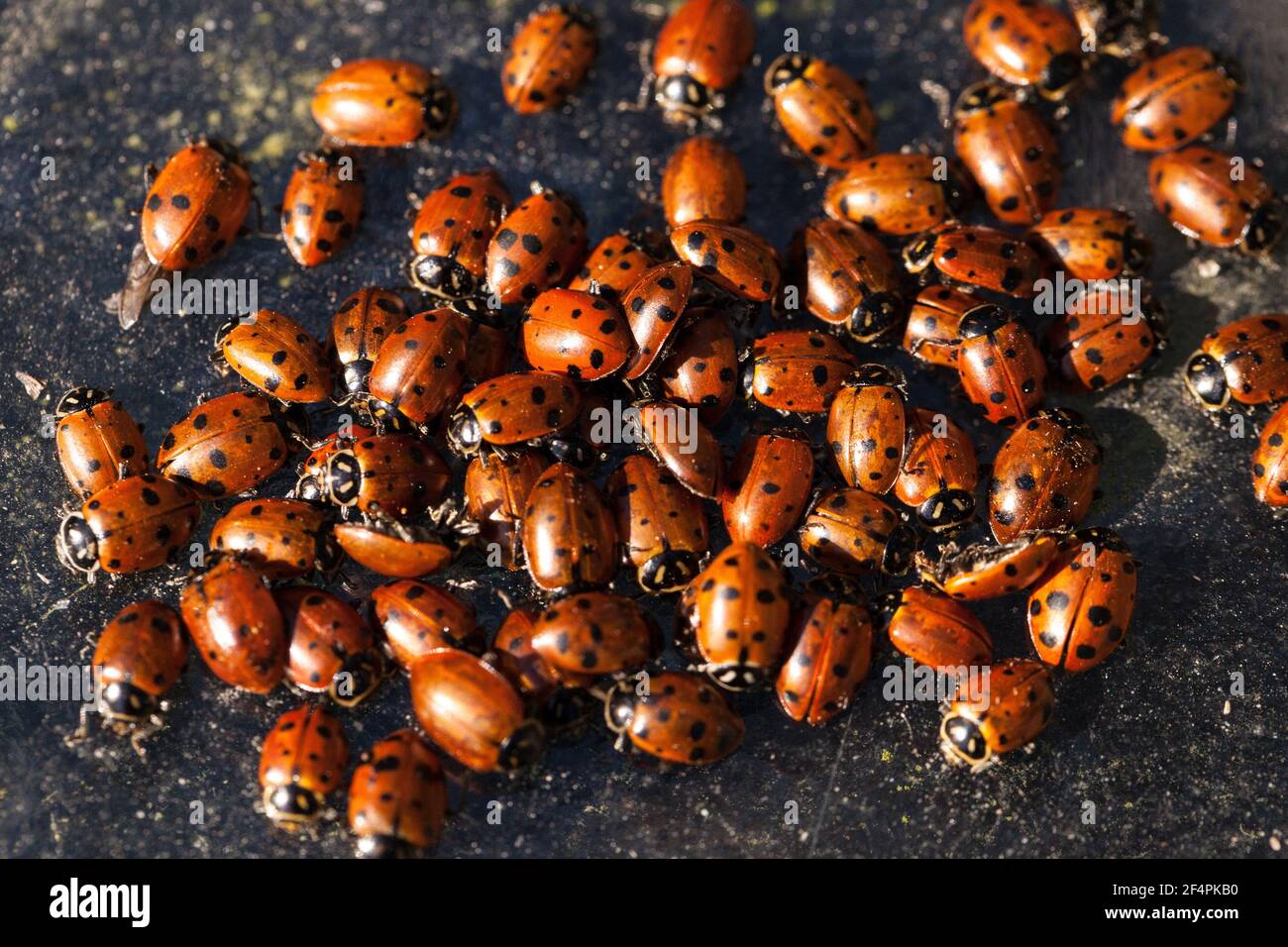 Hibernating cluster of Convergent lady beetle also called the ladybug ...