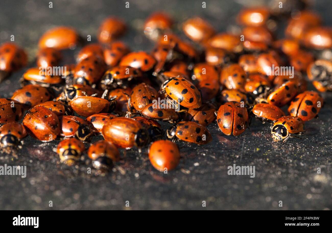 Hibernating cluster of Convergent lady beetle also called the ladybug ...