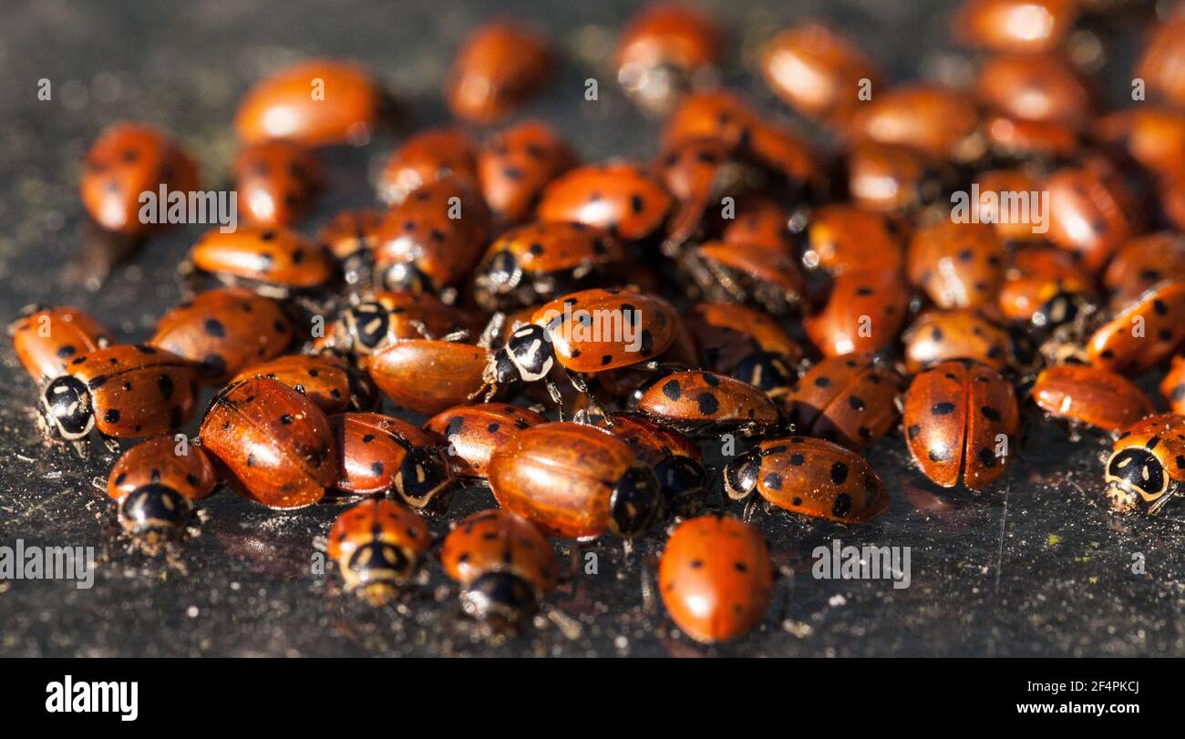 Hibernating cluster of Convergent lady beetle also called the ladybug ...