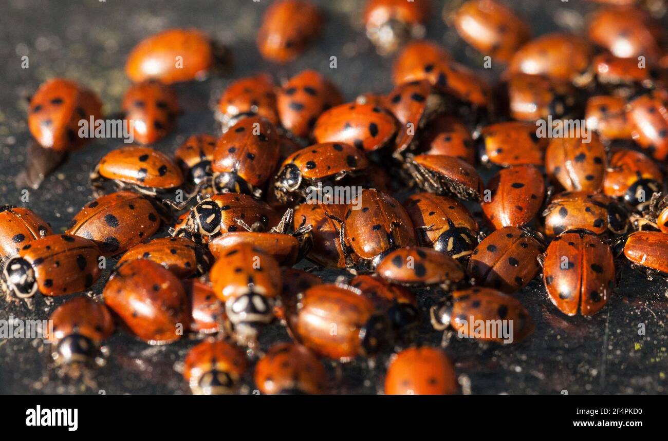 Hibernating cluster of Convergent lady beetle also called the ladybug ...