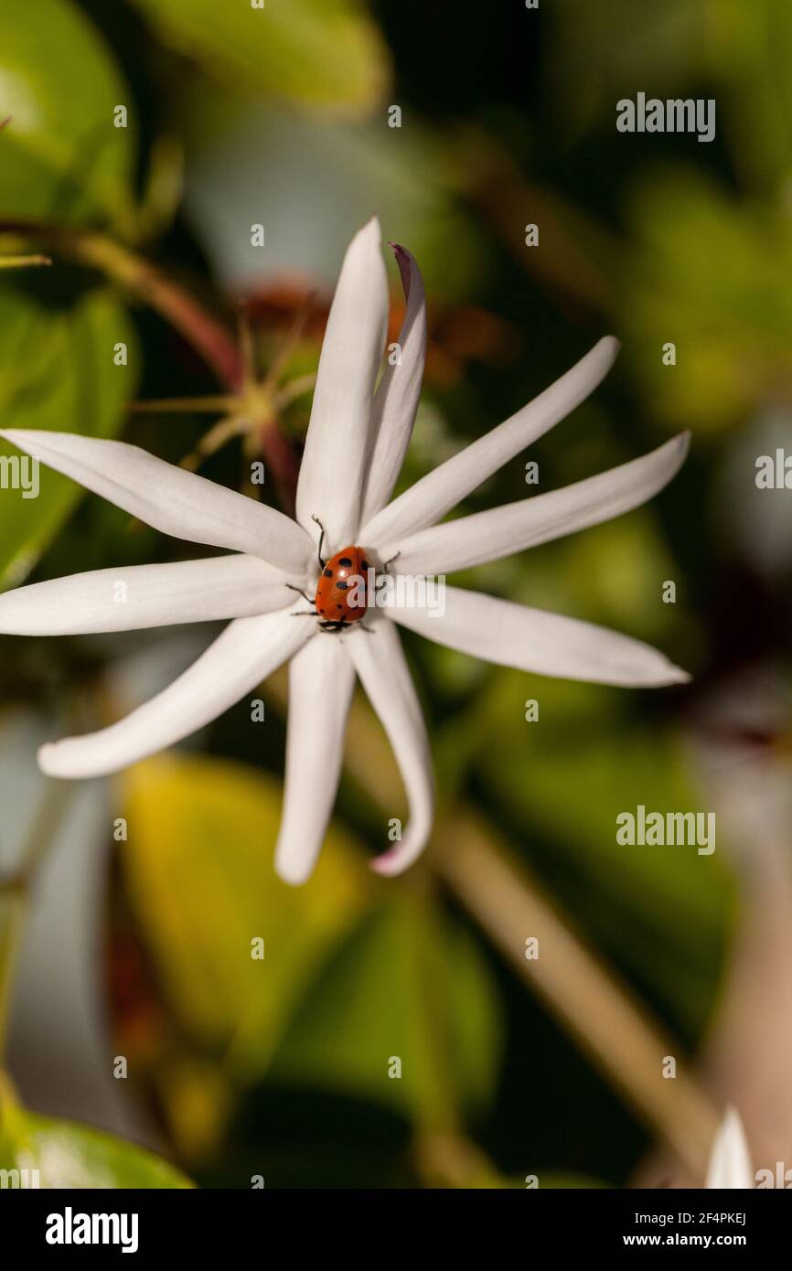 White night jasmine flower with a Convergent lady beetle also called ...