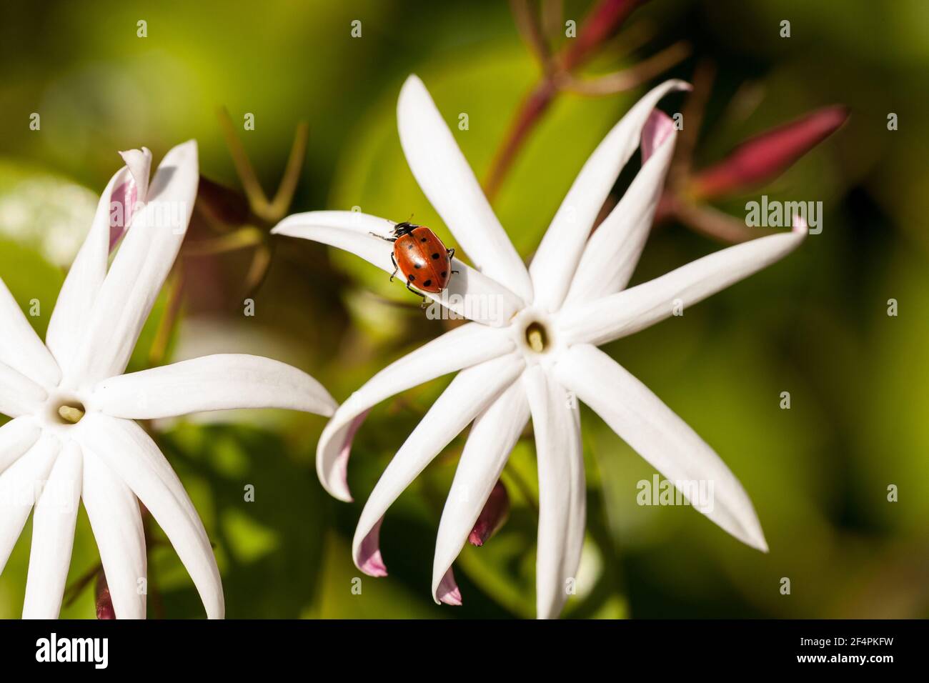 White night jasmine flower with a Convergent lady beetle also called ...