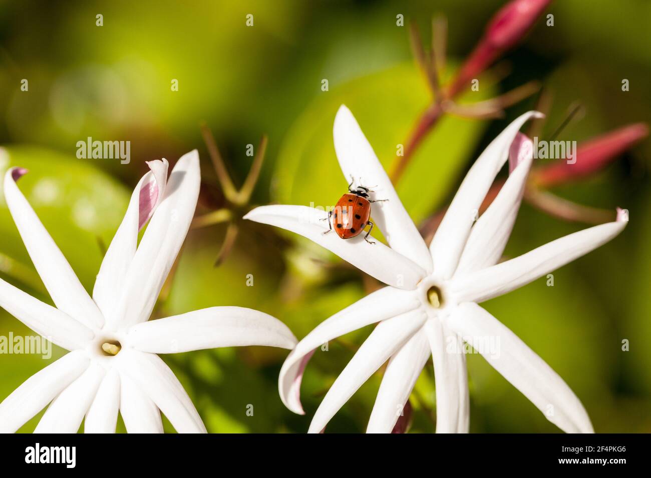White night jasmine flower with a Convergent lady beetle also called ...