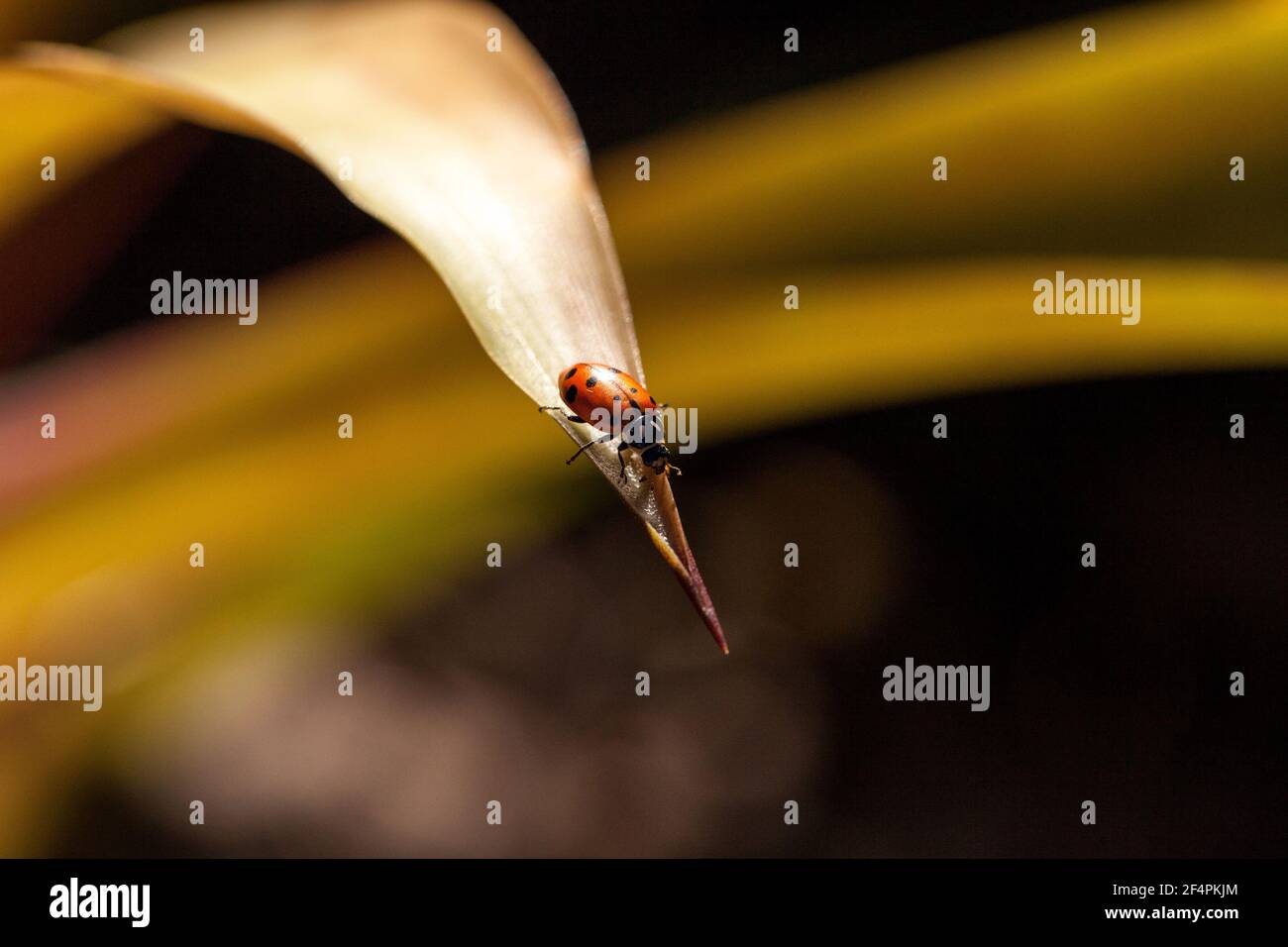 Spotted Convergent lady beetle also called the ladybug Hippodamia ...