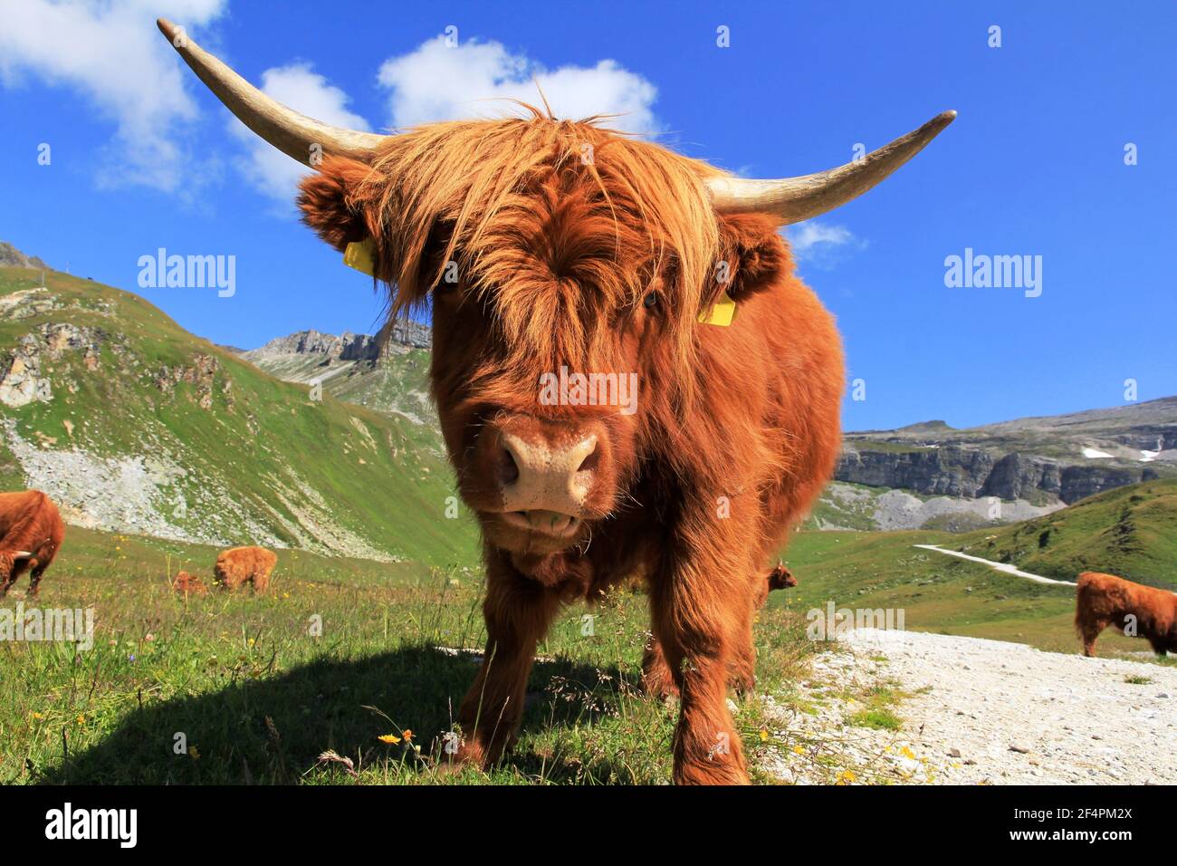 Scottish highland cattle in the mountains. A red-brown Scottish ...