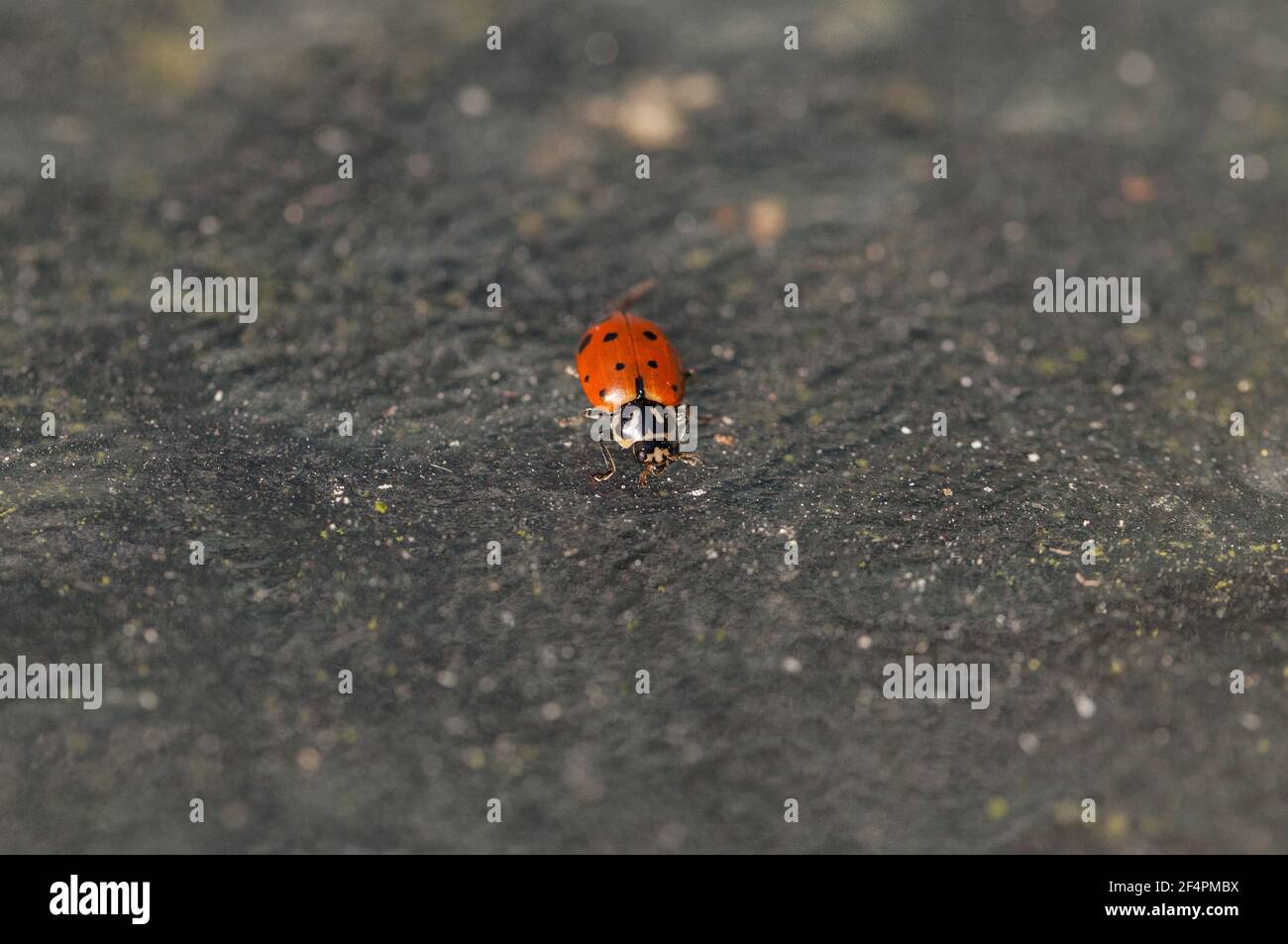 Lone Convergent lady beetle also called the ladybug Hippodamia ...