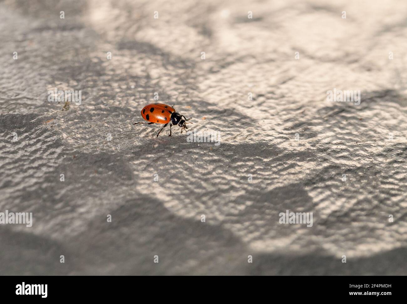 Lone Convergent lady beetle also called the ladybug Hippodamia ...