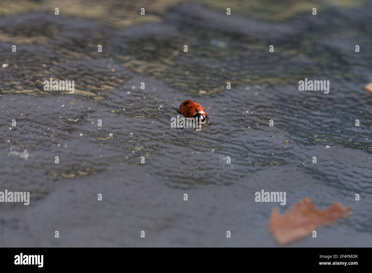Lone Convergent lady beetle also called the ladybug Hippodamia ...
