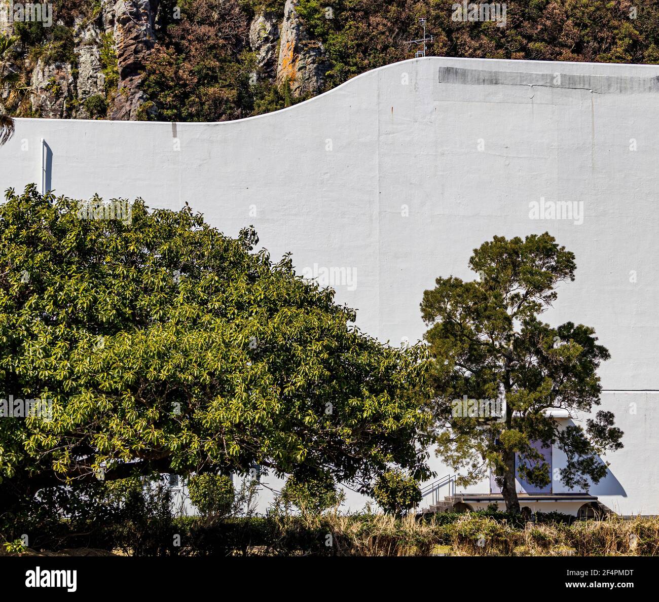 A rounded tree and equally rounded wall compliment each other like a ...